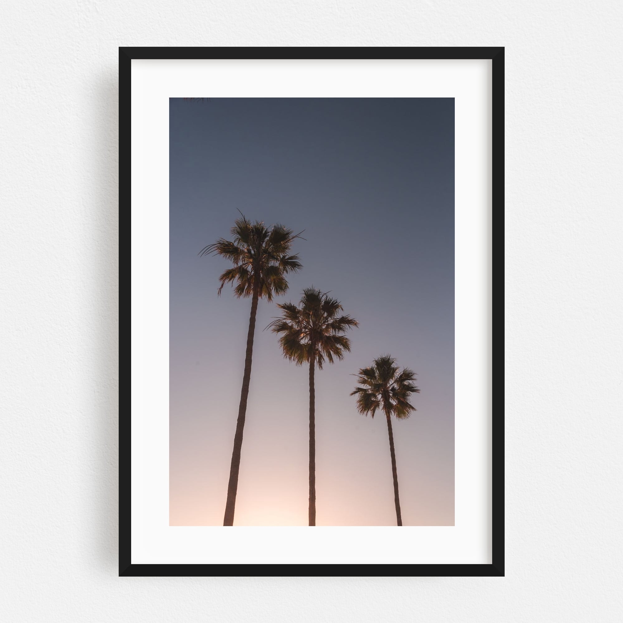 Palms, Dana Point - Dana Point California Photography Palm Tree ...