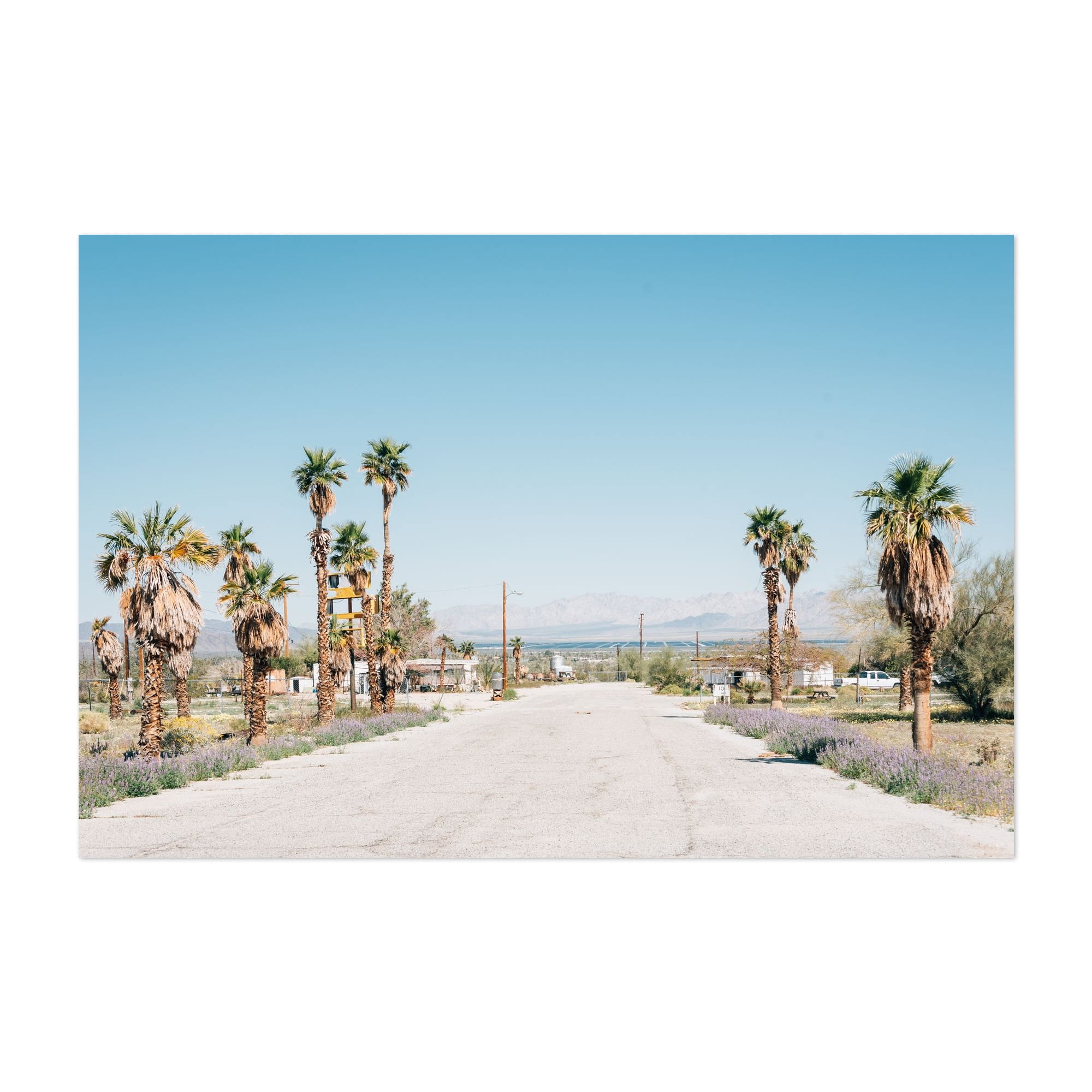 Palms, Desert Center - California Photography Desert Palm Tree ...