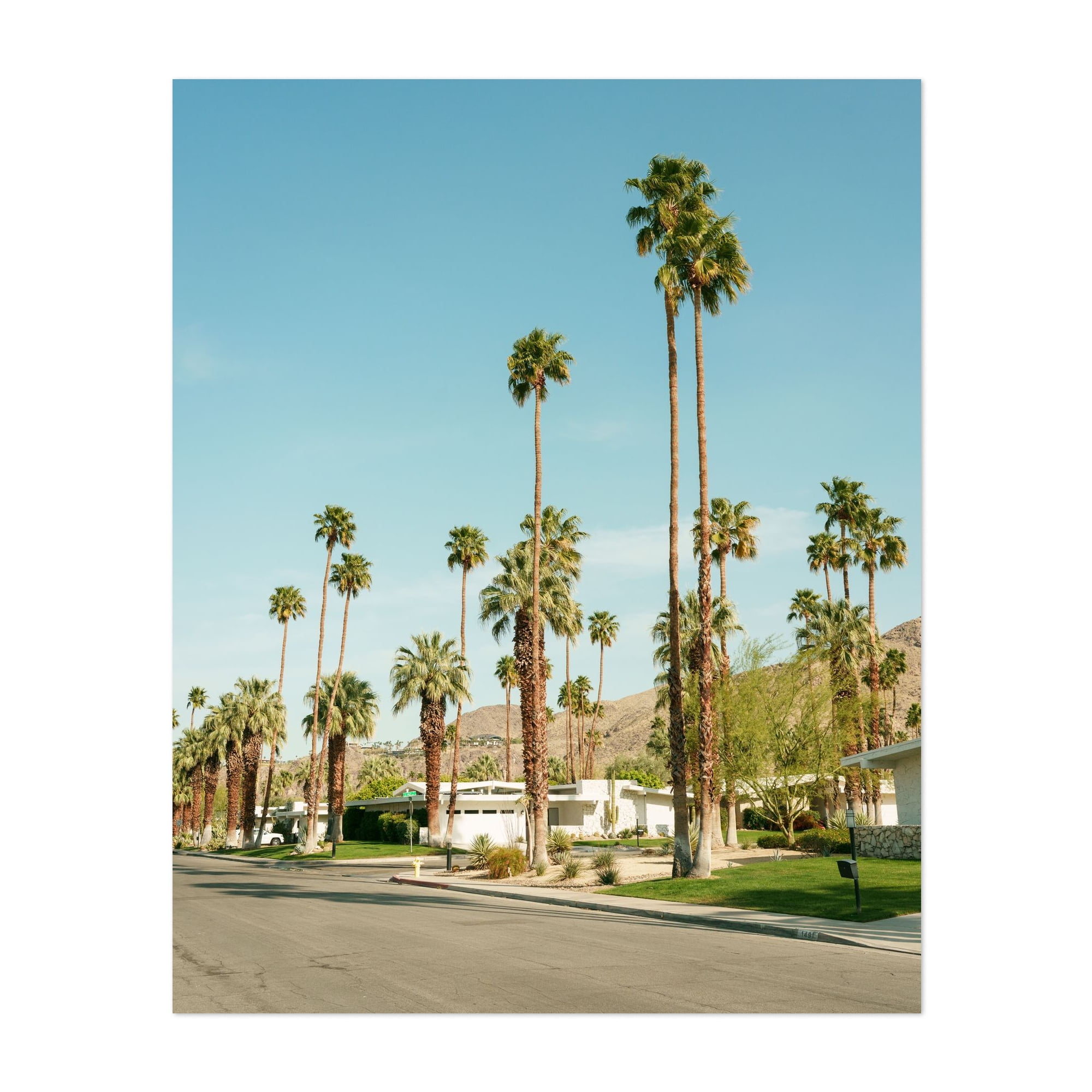 Palms in Palm Springs - Palm Springs California Photography Palm Tree ...