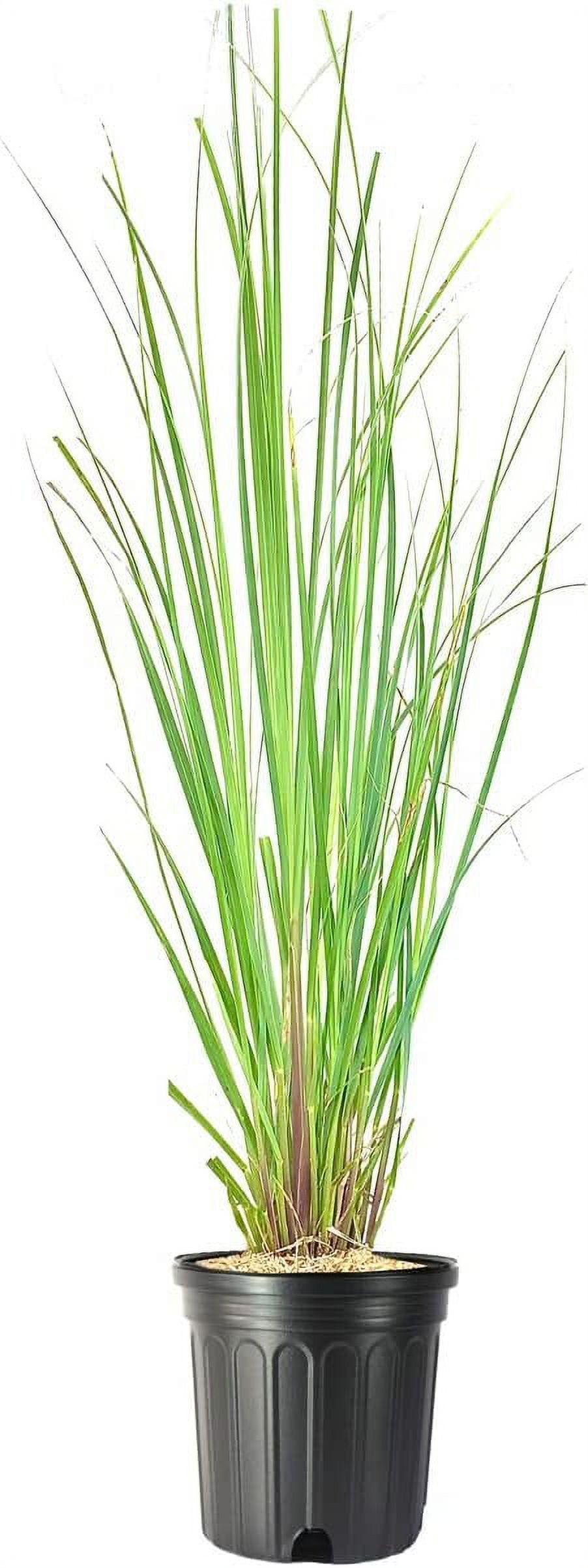 Pampas Grass 1 Large Gallon Size Plant Cortaderia Selloana Live ...