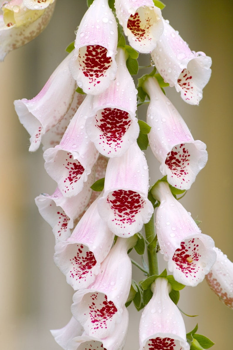Pams Choice Foxglove Digitalis Cut Flowers Premium Seed Packet ...