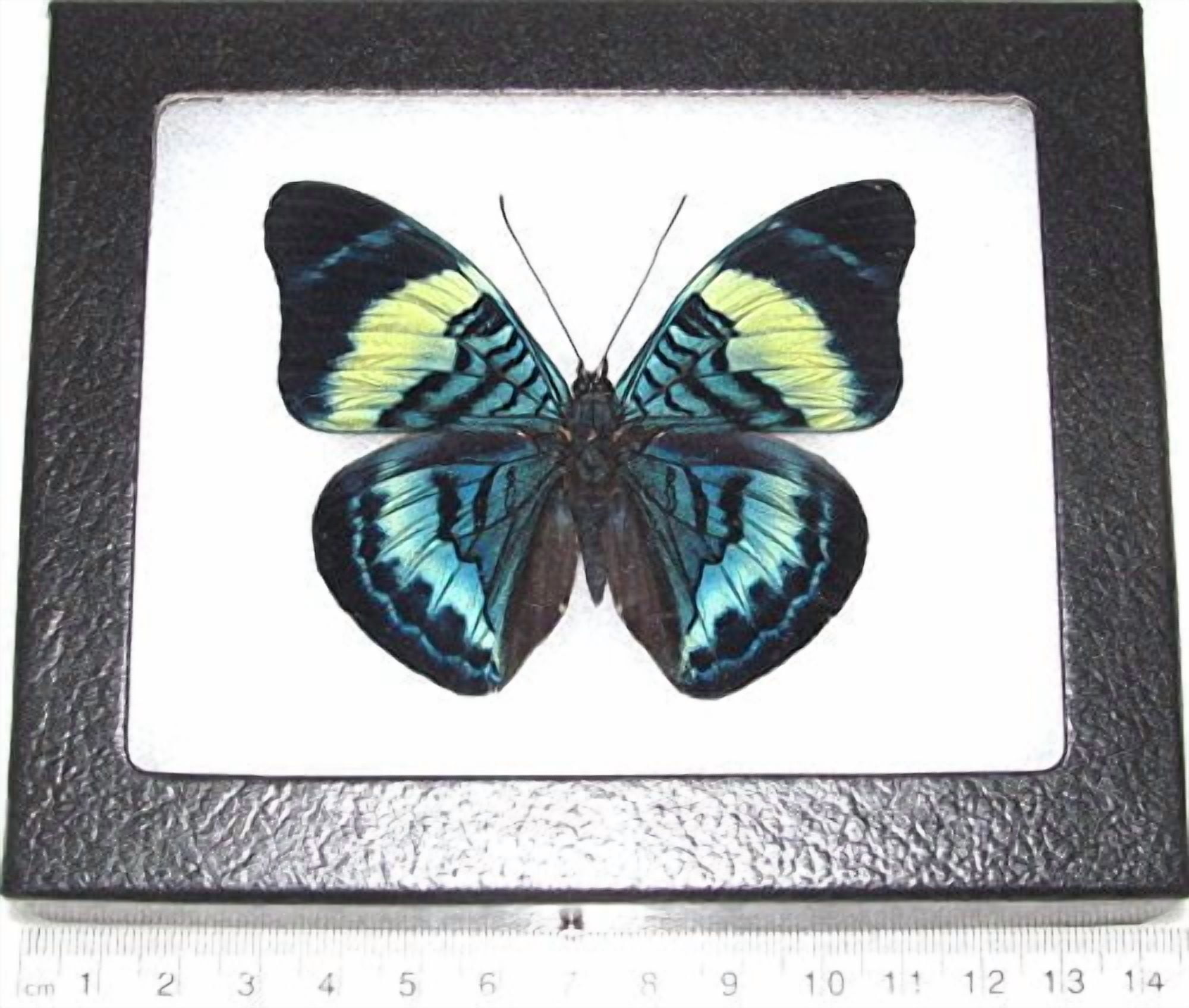 Panacea prola Real Framed Butterfly Blue Green Peru - Walmart.com