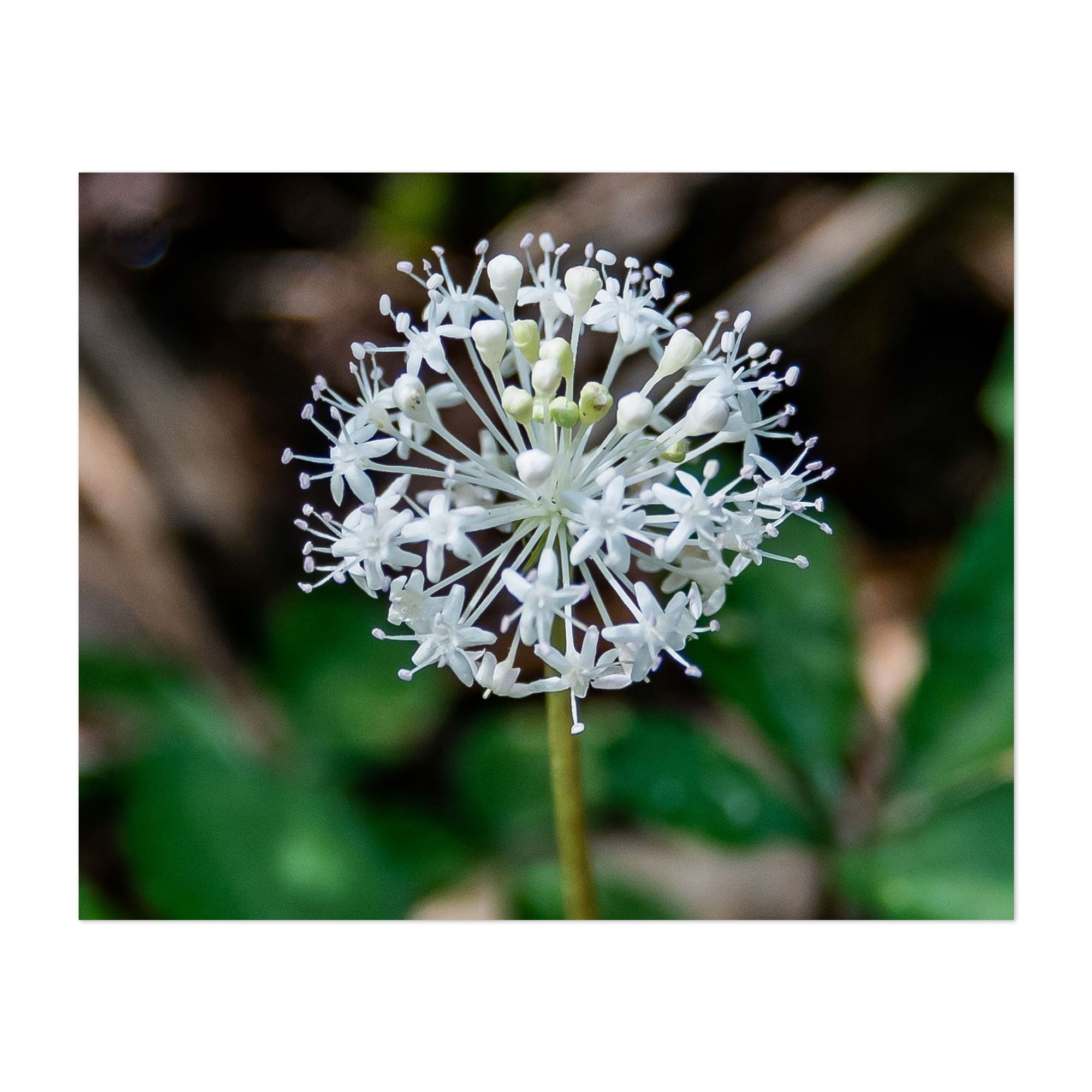 Panax Trifolius (Dwarf Ginseng) - York Pennsylvania Photography Flowers ...