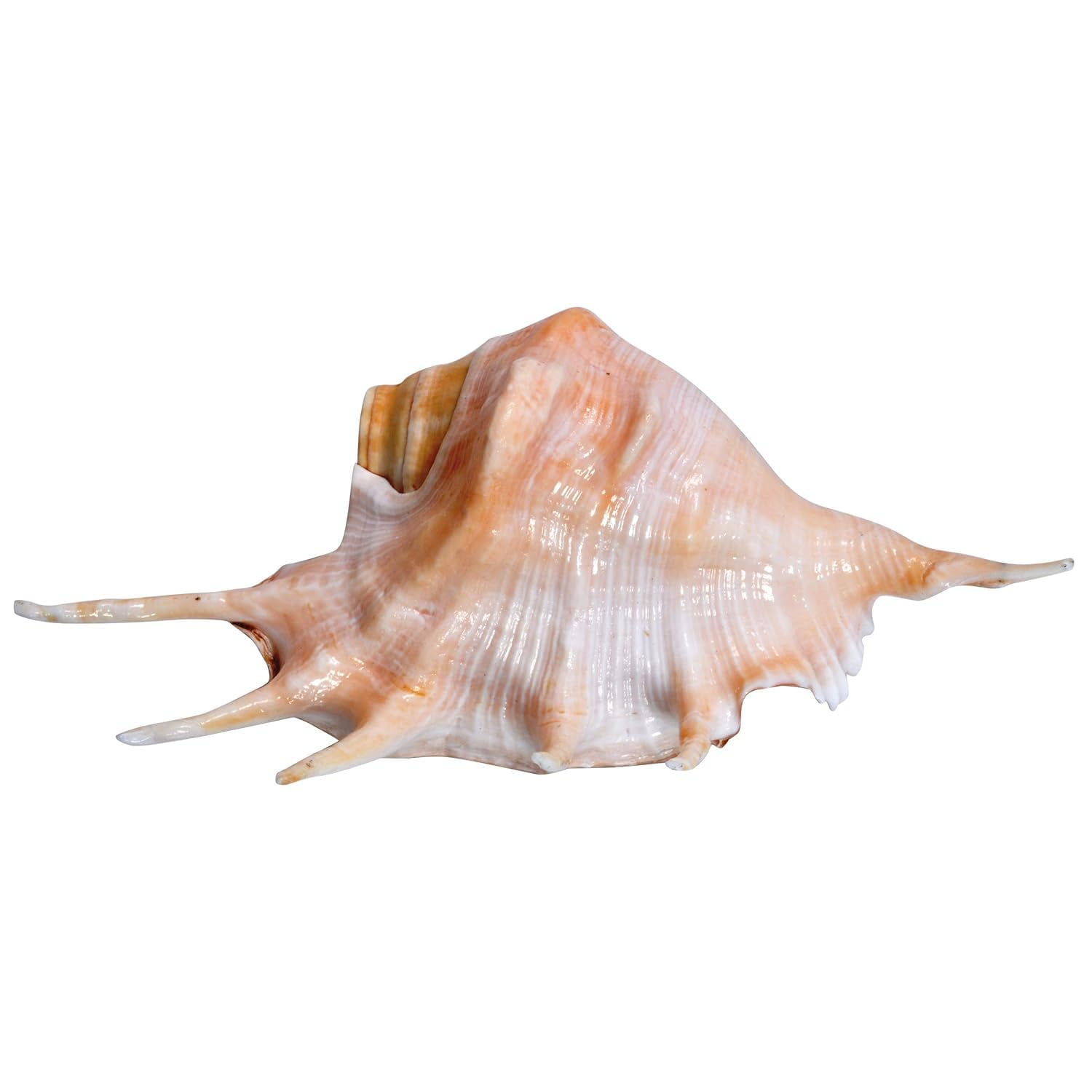 Panchmukhi Collection Five Finger Blowing Sankh for Pooja Original ...