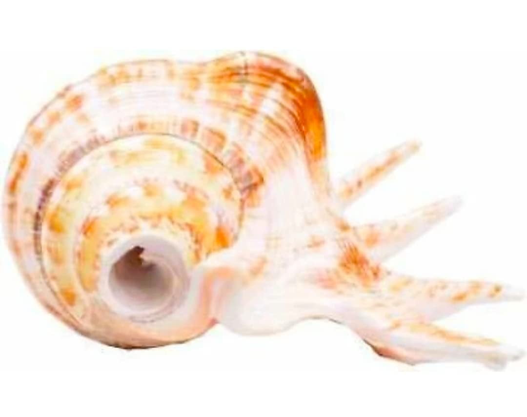 Panchmukhi Shankh | Five Finger Shankh | Loud Blowing Shankh for Pooja ...