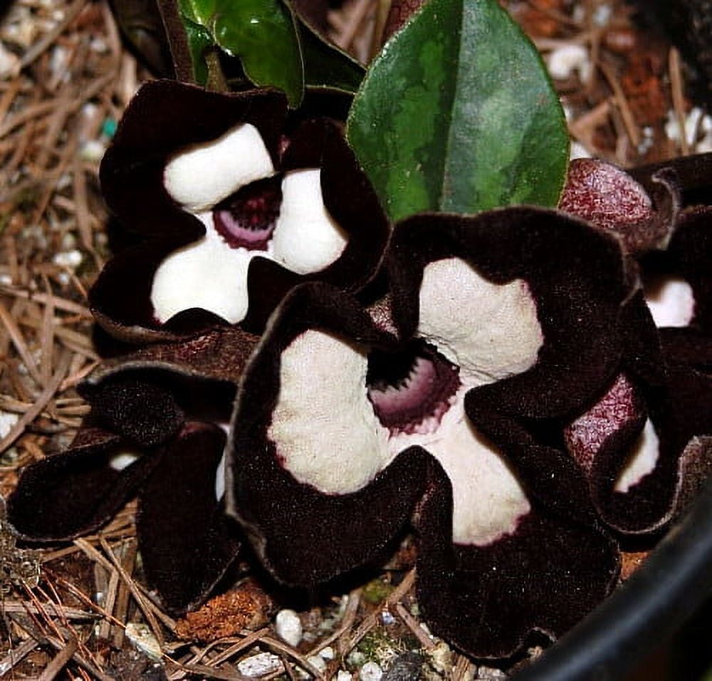 LIVE Panda Face Ling Ling Ginger - Asarum splendens - Wildflower - 2.5 ...