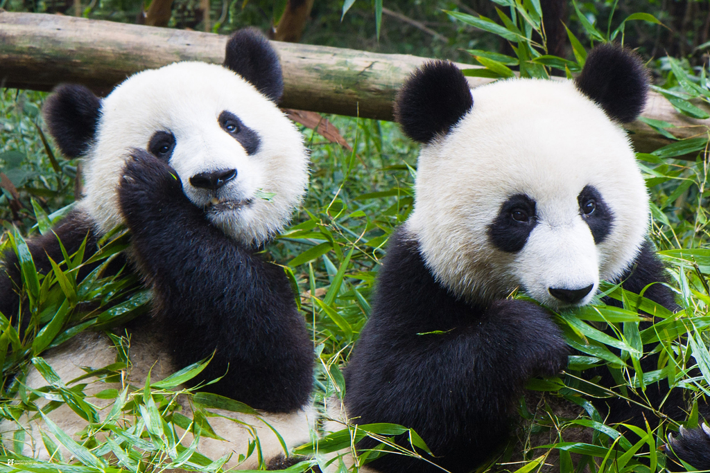 Panda Pals Bamboo Cute Baby Animal Kids Room Baby Nursery Asia Bear ...