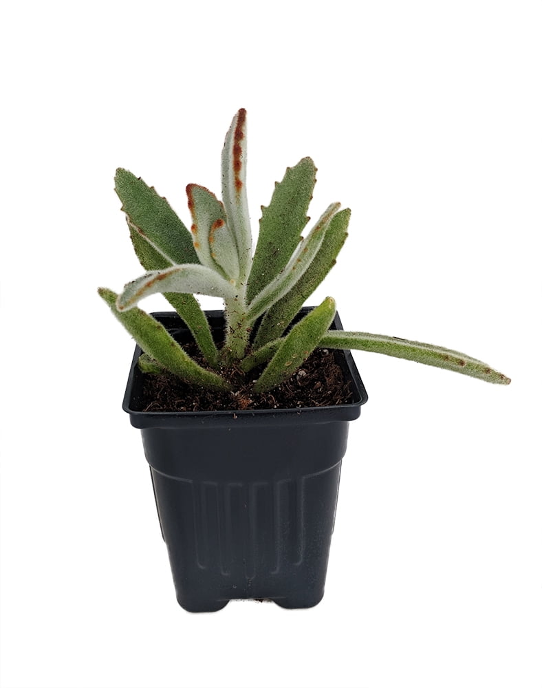 Panda Plant - Kalanchoe tomentosa - Succulent - 4" Pot - Walmart.com