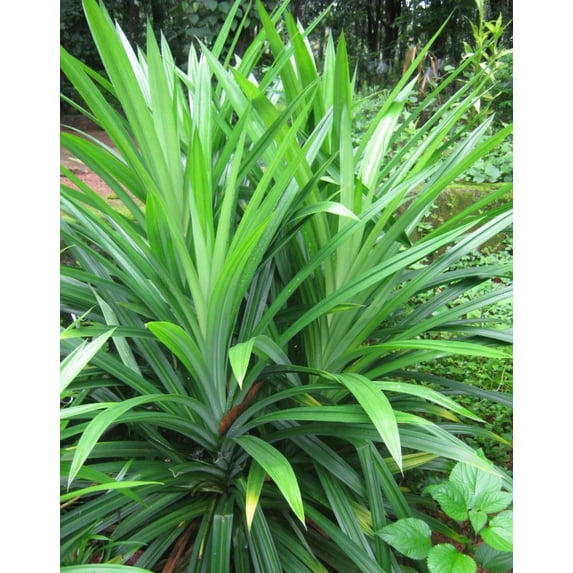 Pandan Leaves Live Plant 5”- 9” Tall from Roots in Cup - Pandanus ...