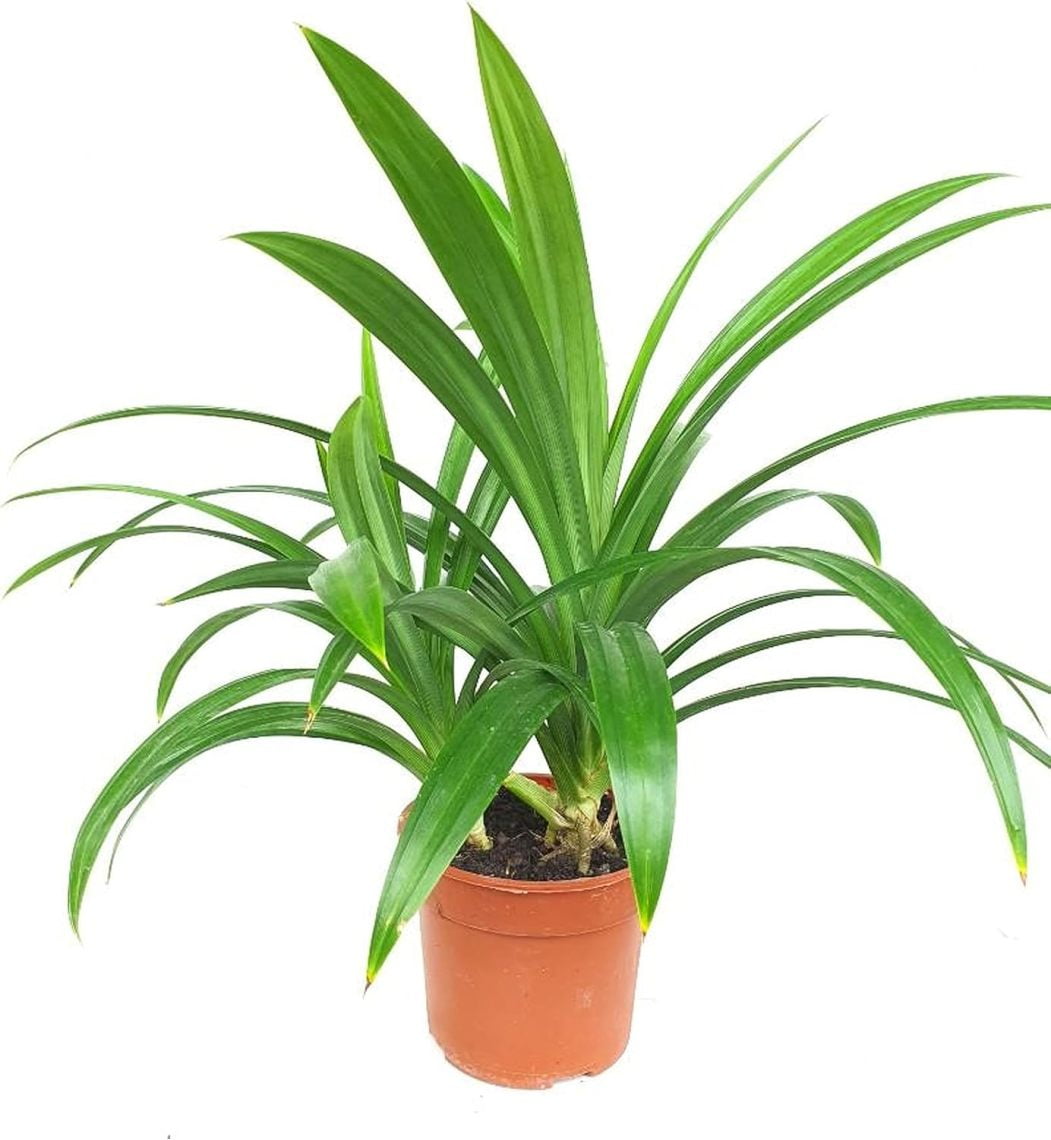 Pandan Leaves Live Plant, Pandanus Amaryllifolius,Perfect for Indoor ...