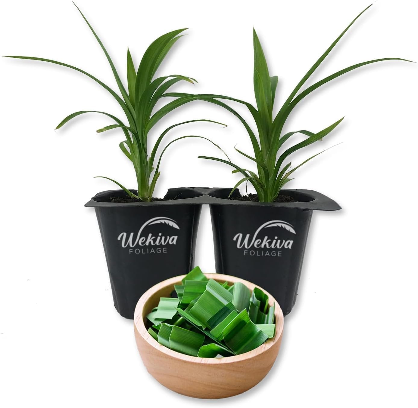 Pandan Plant - 2 Live Starter Plants - Pandanus Amaryllifolius ...