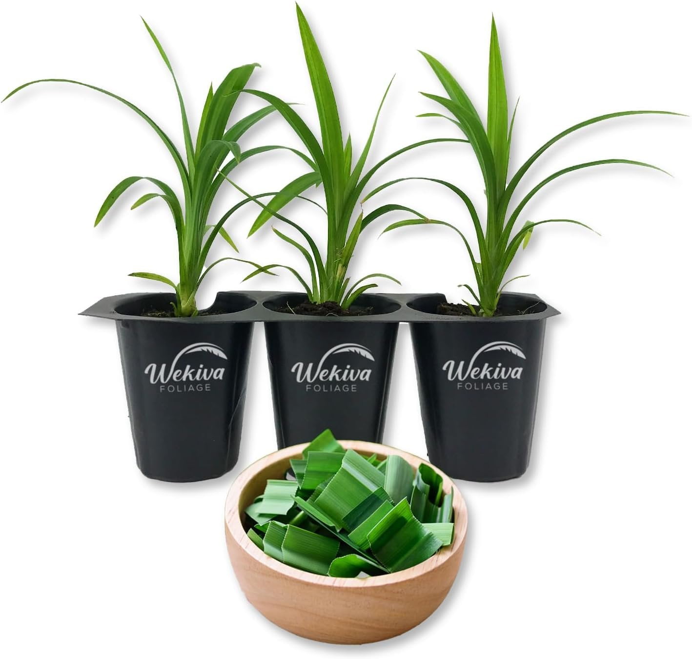 Pandan Plant - 3 Live Tissue Culture Starter Plants - Pandanus ...