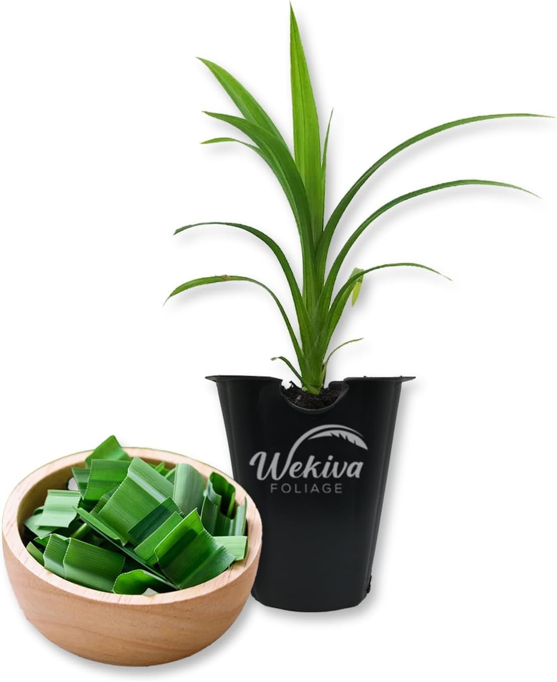 Pandan Plant - 1 Live Starter Plant - Pandanus Amaryllifolius ...