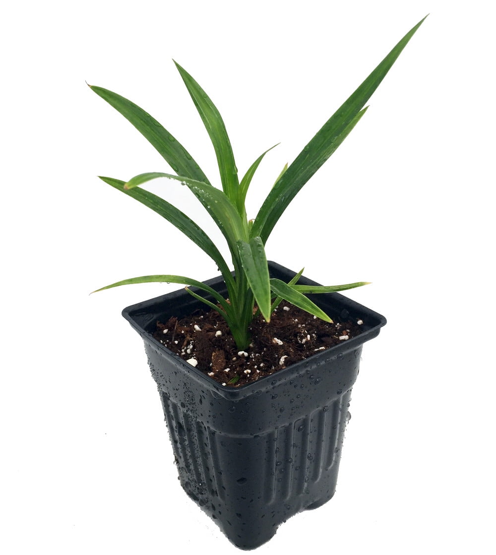 "Indoor/Outdoor Pandan Spice Plant - Amaryllifolius pandanus - Live ...