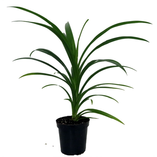 Pandan Spice Plant - Amaryllifolius pandanus - Indoors/Out-Live Plant 4 ...