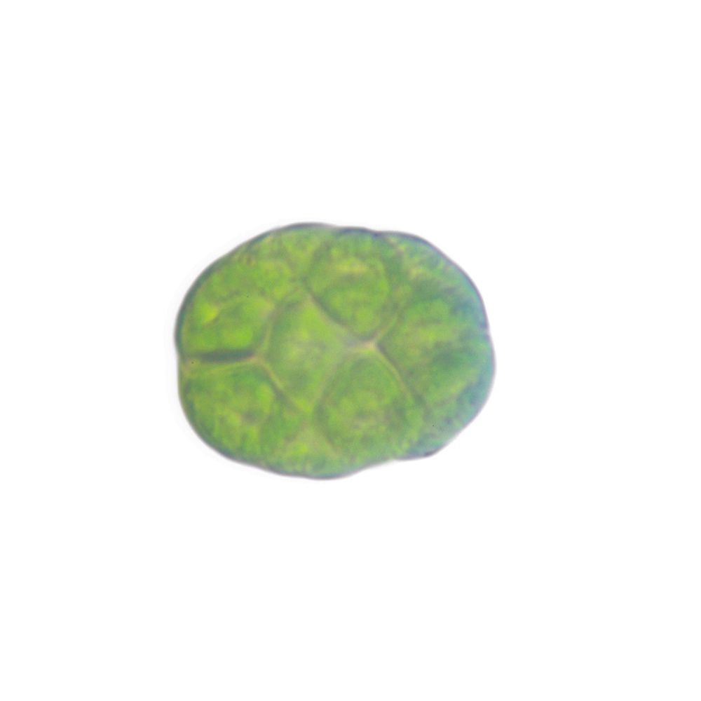 Pandorina Morum (+), Living Green Algae Culture, Sufficient Material ...
