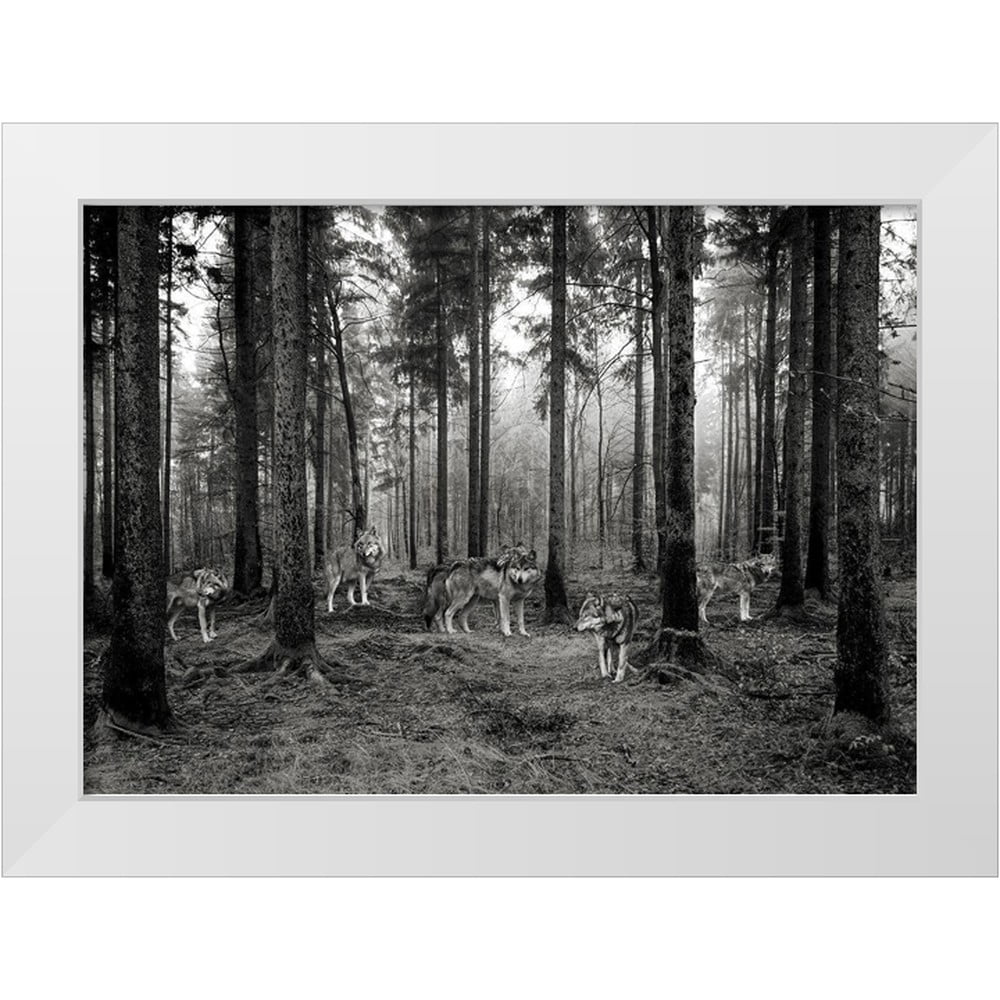 Pangea Images 14x11 White Modern Wood Framed Museum Art Print Titled ...