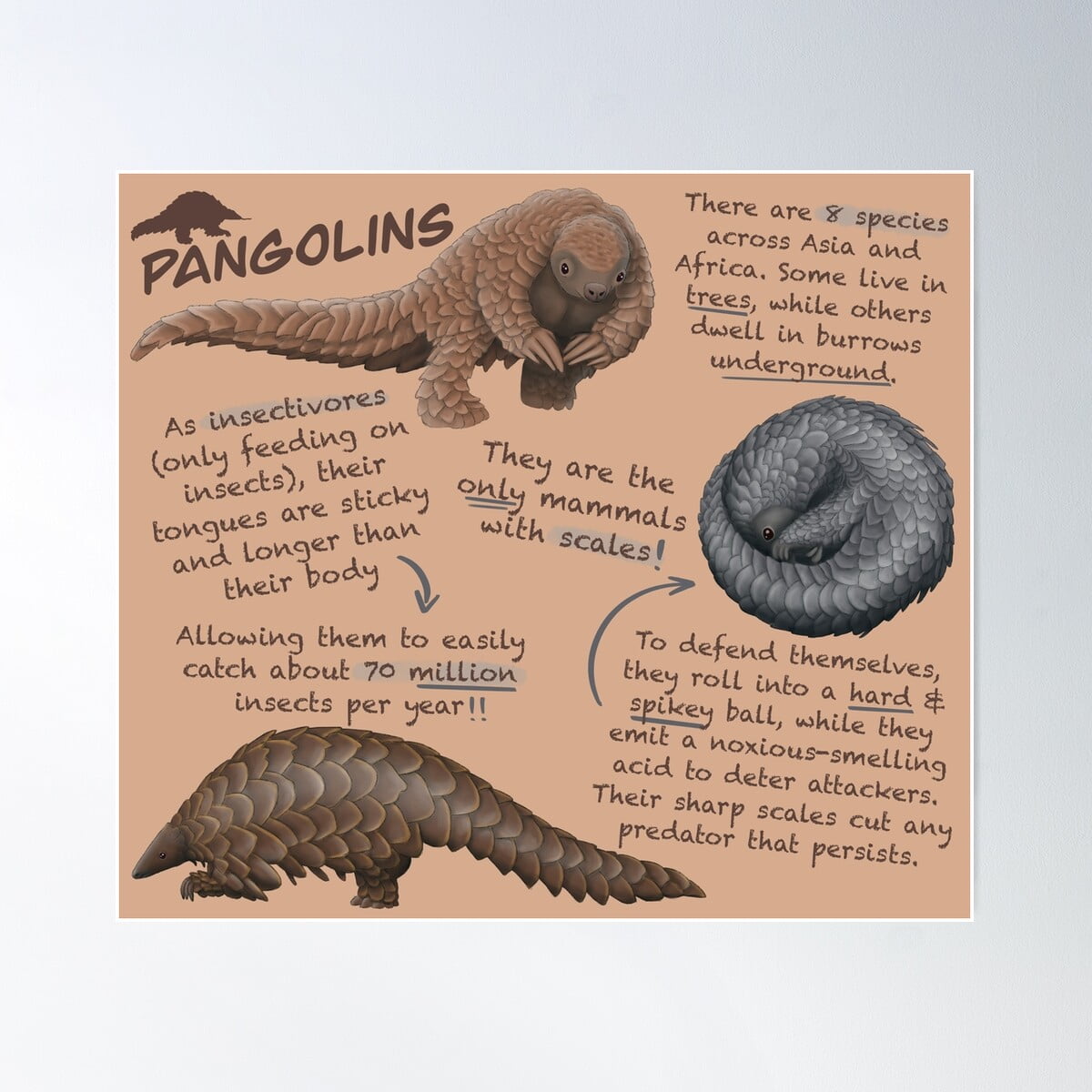 Pangolins Fun Facts Poster Wall Art, Modern Wall Decor For Living Room ...
