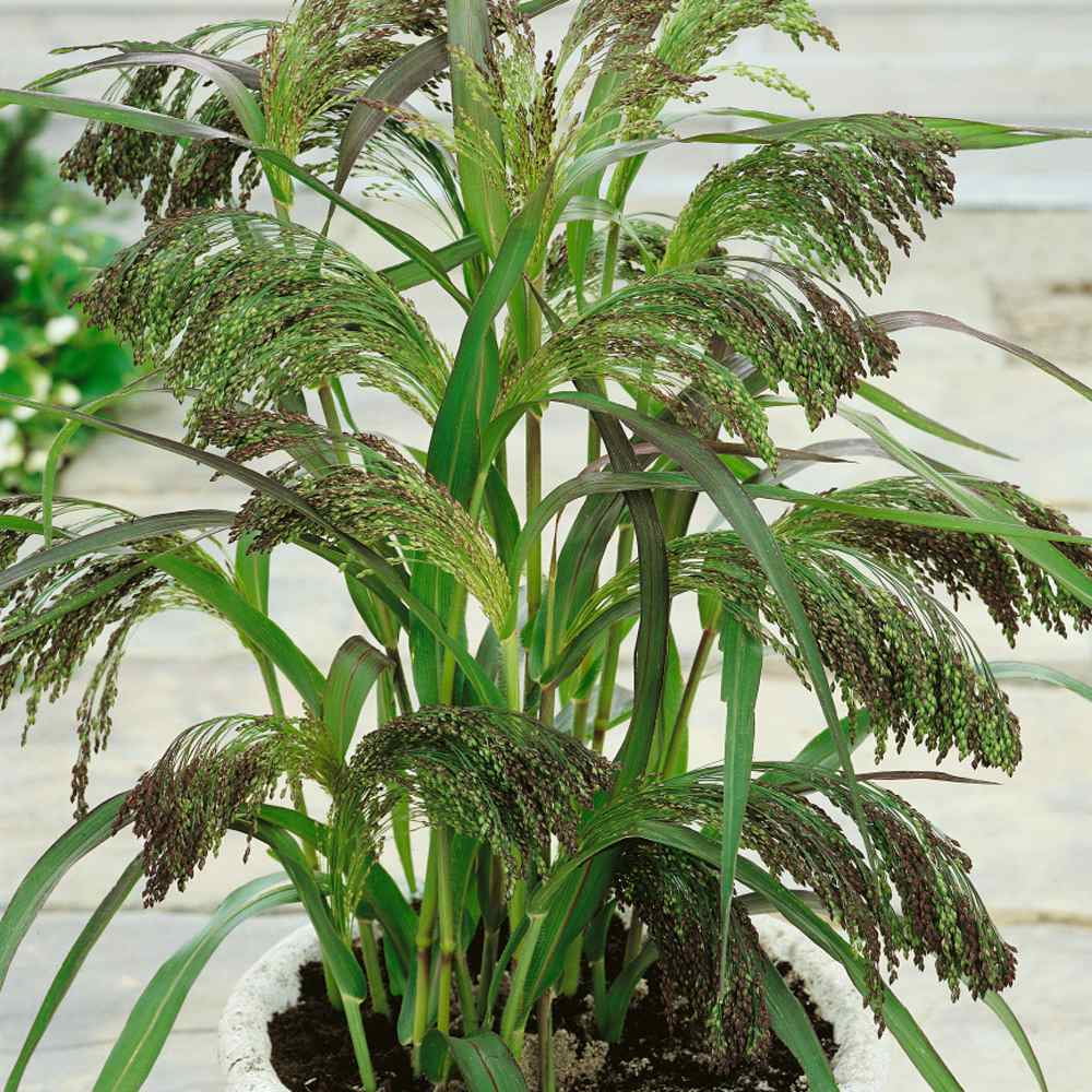 Panic Grass Drought Tolerant Ornamental Grass Plant Seed For Xeriscape ...