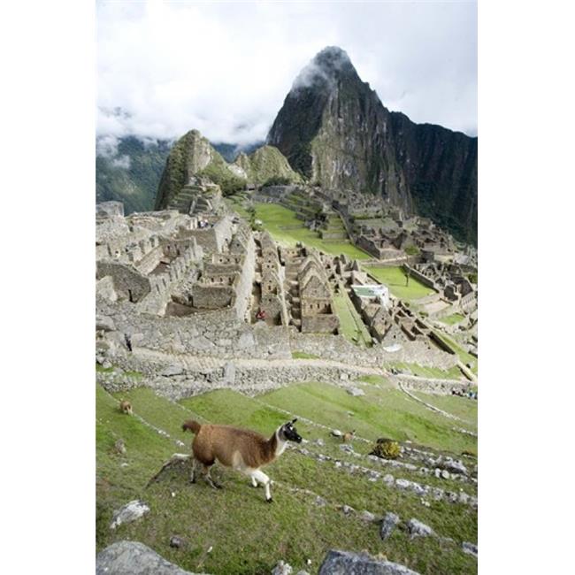 Panoramic Images High angle view of Llama - Lama glama with Incan ruins ...