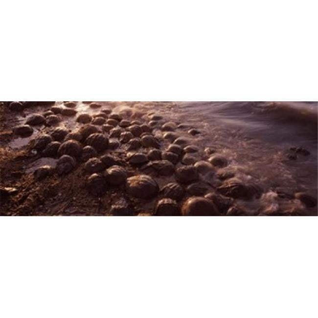 Panoramic Images Horseshoe crabs - Limulus polyphemus spawning Port ...