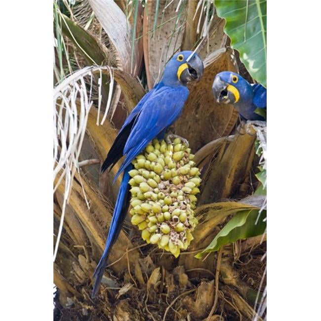 Panoramic Images Hyacinth macaws eating palm nuts Three Brothers River ...