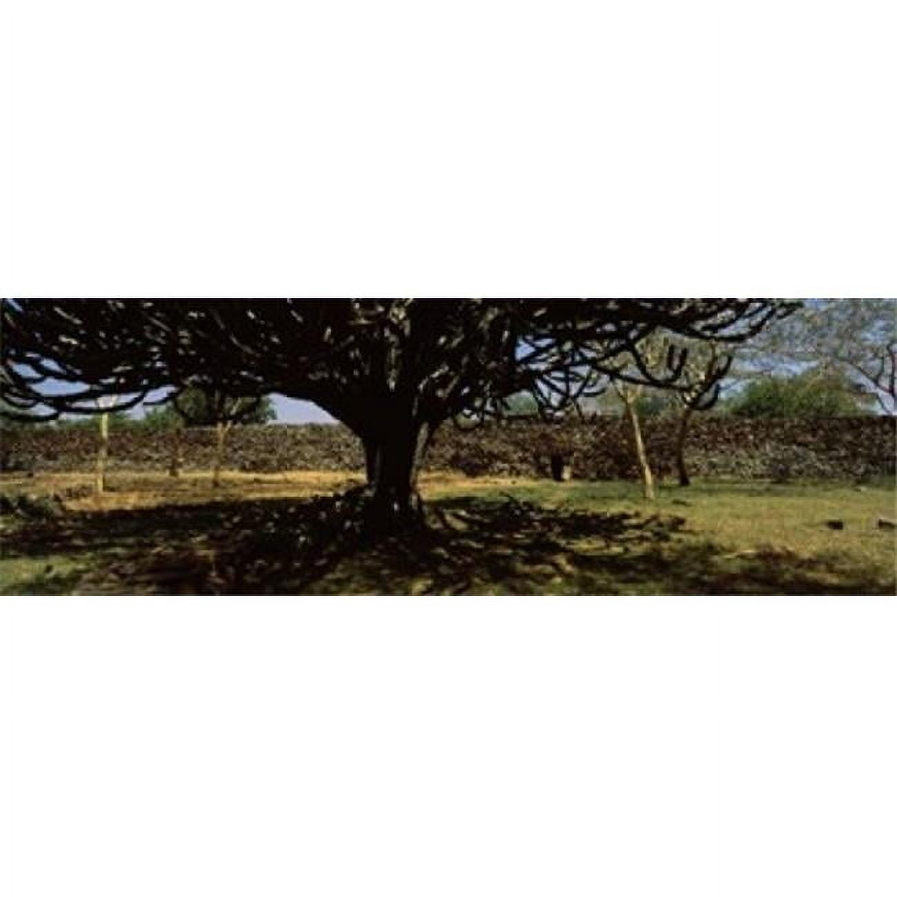 Panoramic Images PPI113580L Trees in a field with a stone wall in the ...