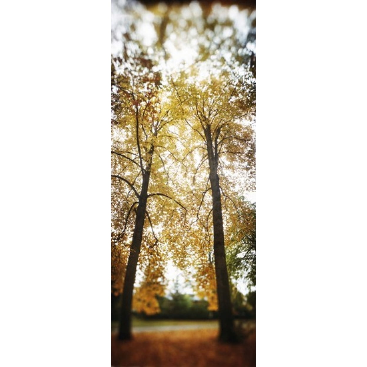 Panoramic Images PPI122972L Autumn trees in a park Volunteer Park ...