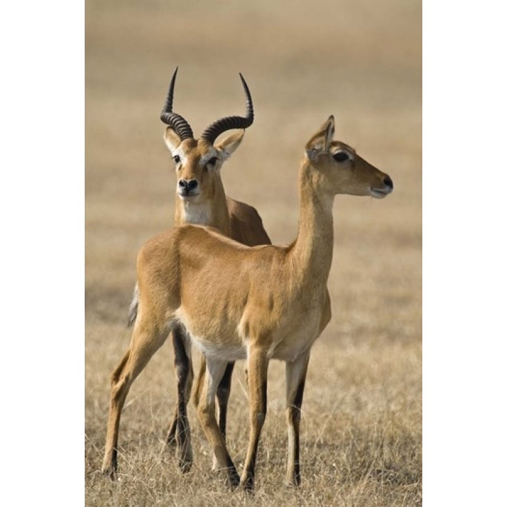 Panoramic Images PPI128561 Pair of Ugandan kobs - Kobus kob thomasi ...