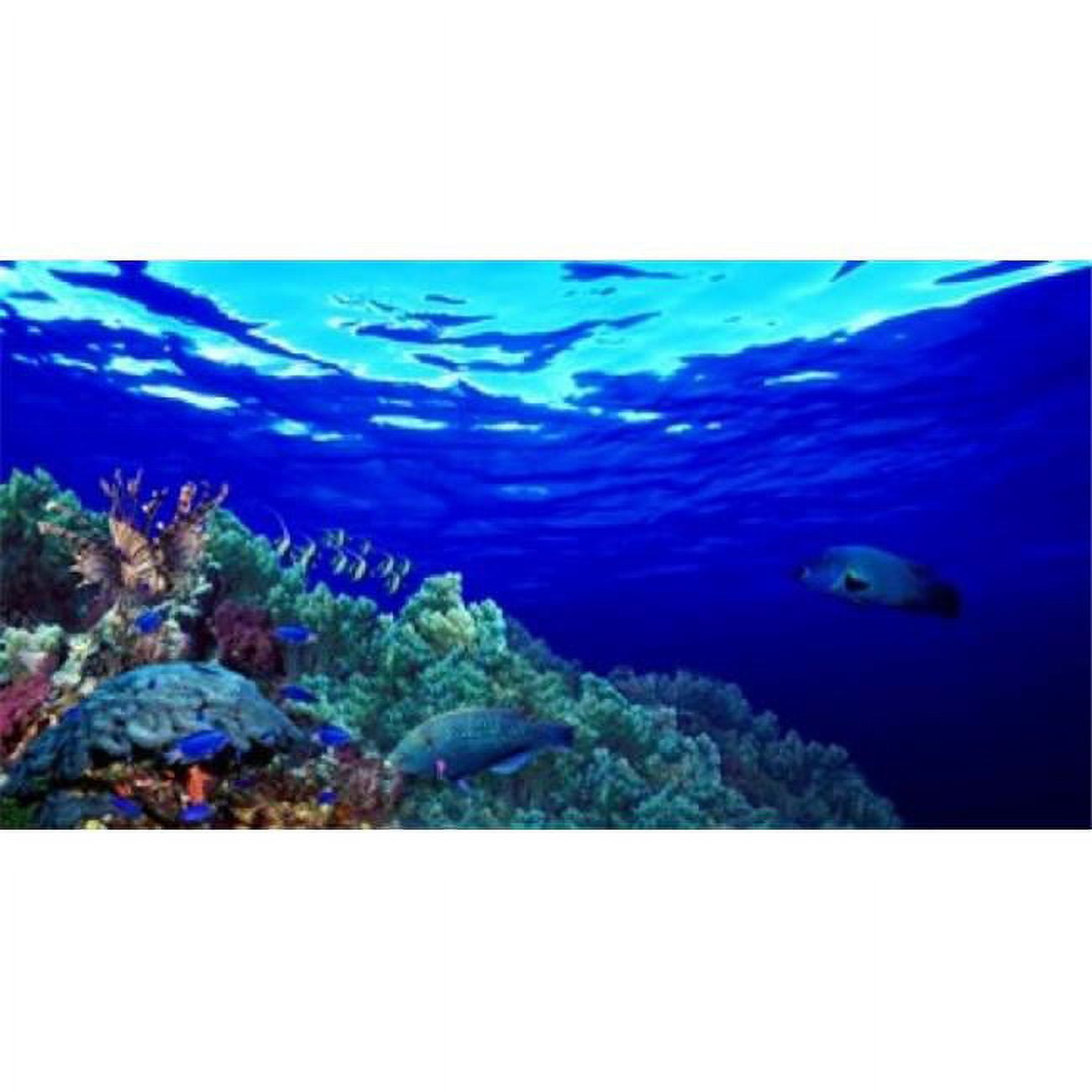 Panoramic Images PPI142321L Underwater view of Longfin bannerfish ...