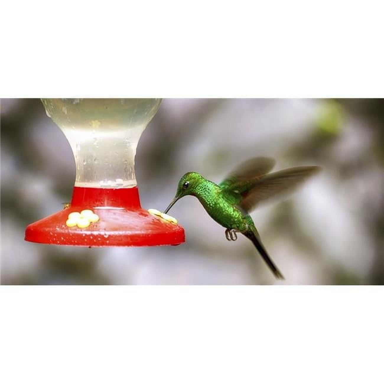 Panoramic Images PPI163069S Colibri Hummingbird On Bird Feeder Costa ...