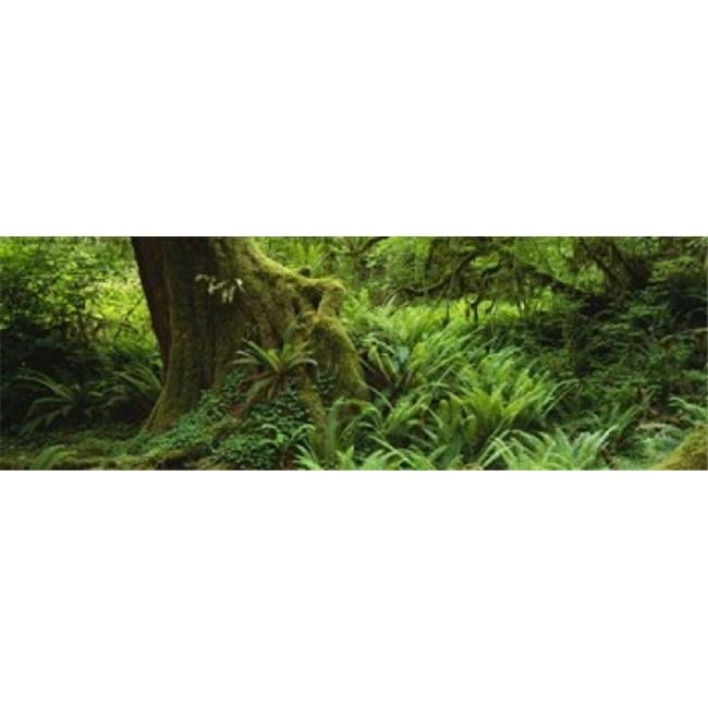 Panoramic Images PPI51349L Ferns and vines along a tree with moss on it ...