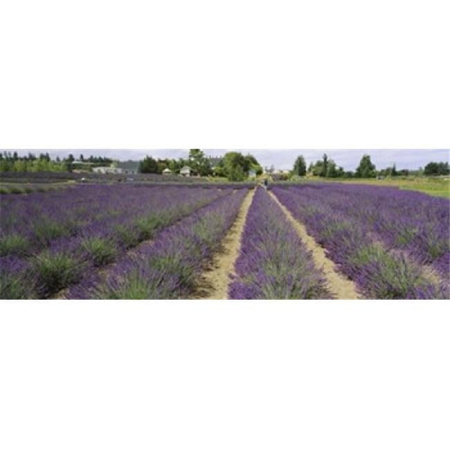 Panoramic Images PPI92380L Field of lavender Jardin Du Soleil Sequim ...