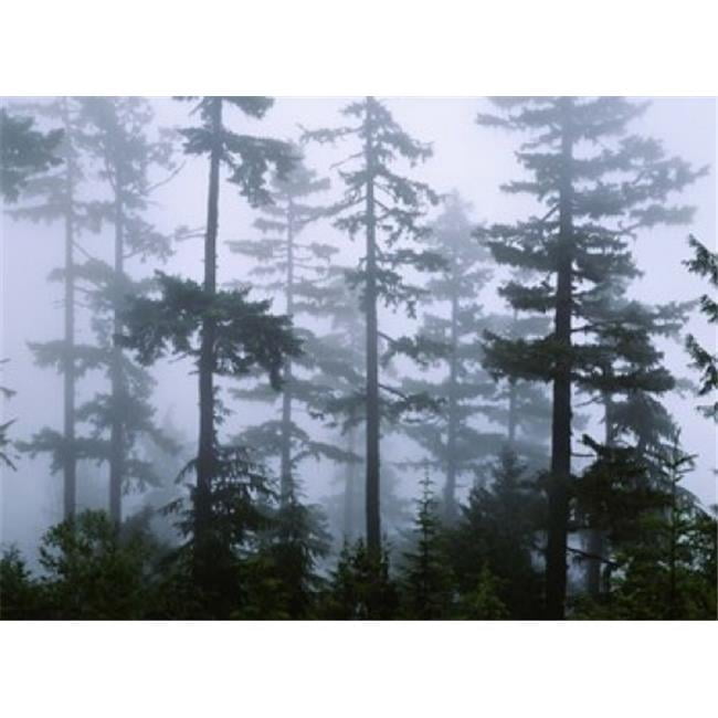 Panoramic Images PPI95485L Silhouette of trees with fog Douglas Fir ...
