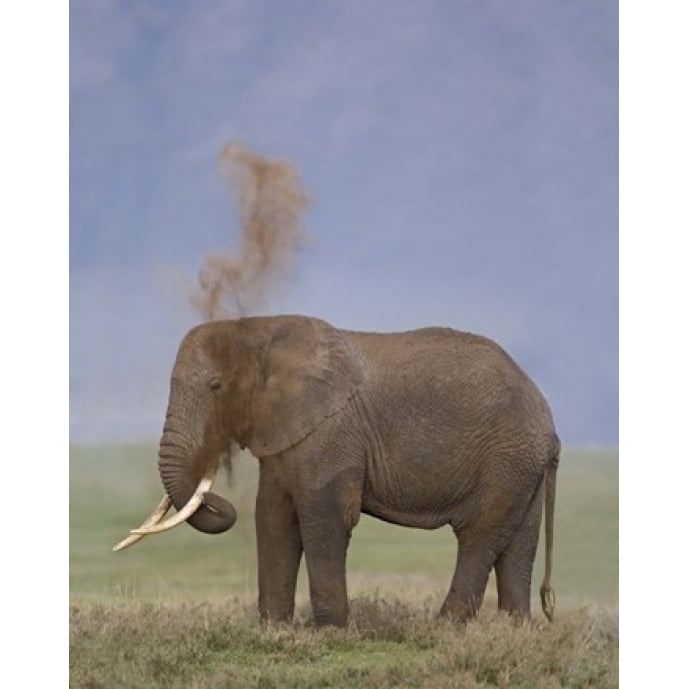 Panoramic Images PPI95809 Side profile of an African elephant standing ...