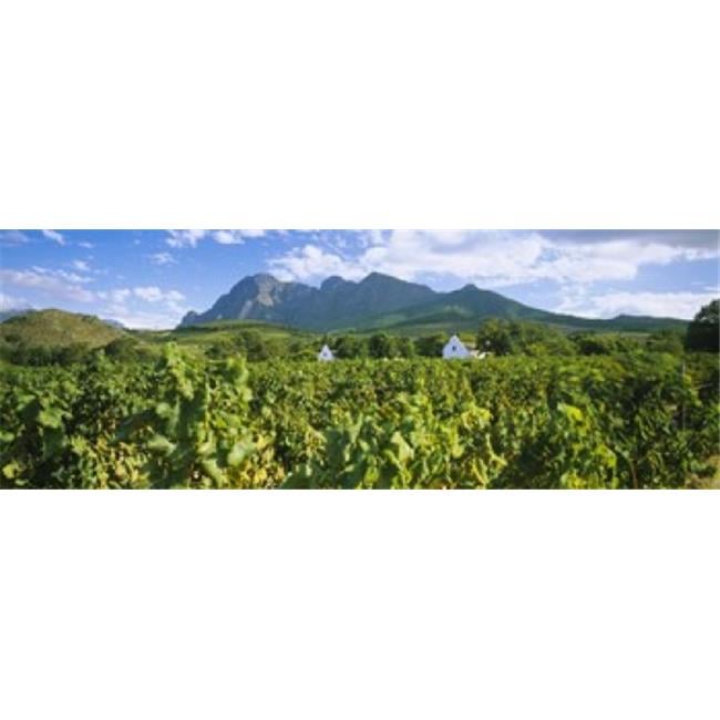 Panoramic Images PPI96359L Vineyard in front of mountains Babylons ...
