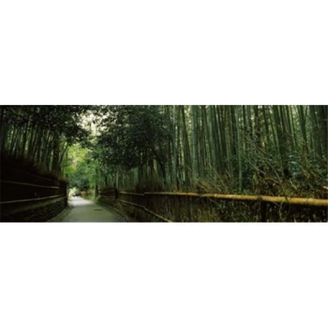 Panoramic Images Road passing through a bamboo forest Arashiyama Kyoto ...
