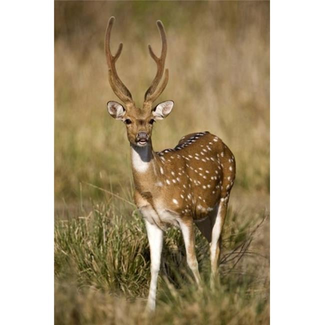 Panoramic Images Spotted Deer Axis Axis In A Forest Bandhavgarh