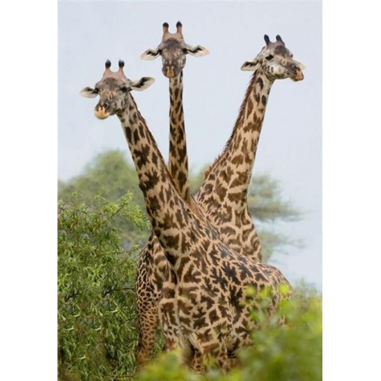Panoramic Images Three Masai giraffe standing in a forest Lake Manyara ...