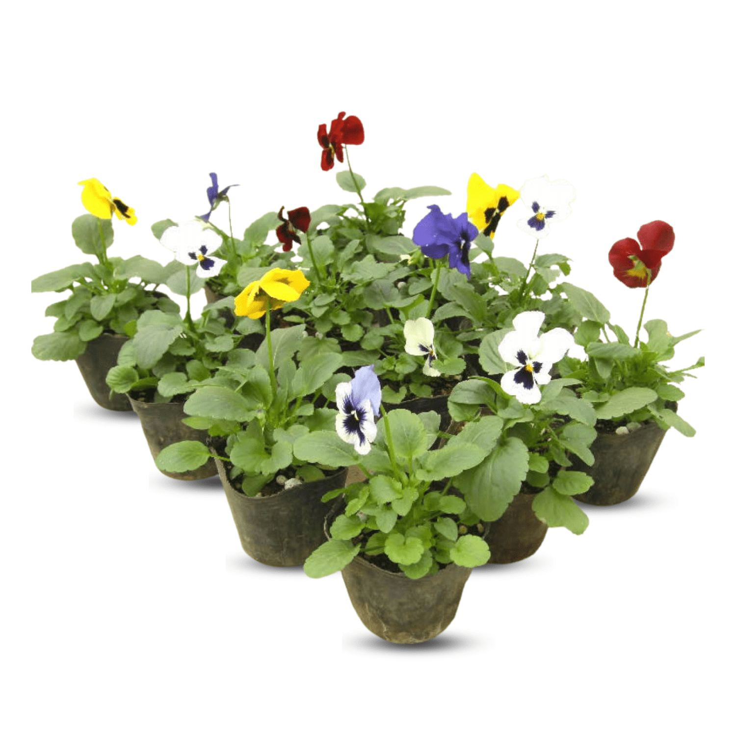 Pansies Live Plant Mix, 2 Pots of Assorted Pansy Flowers Plant, 3–5 ...
