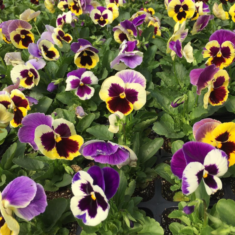Pansy Colossus Blotch Mix Live Plant, Mix Pansy Colossus Blotch Flower ...