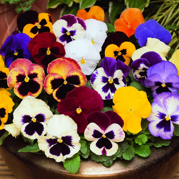 Pansies in Annuals - Walmart.com