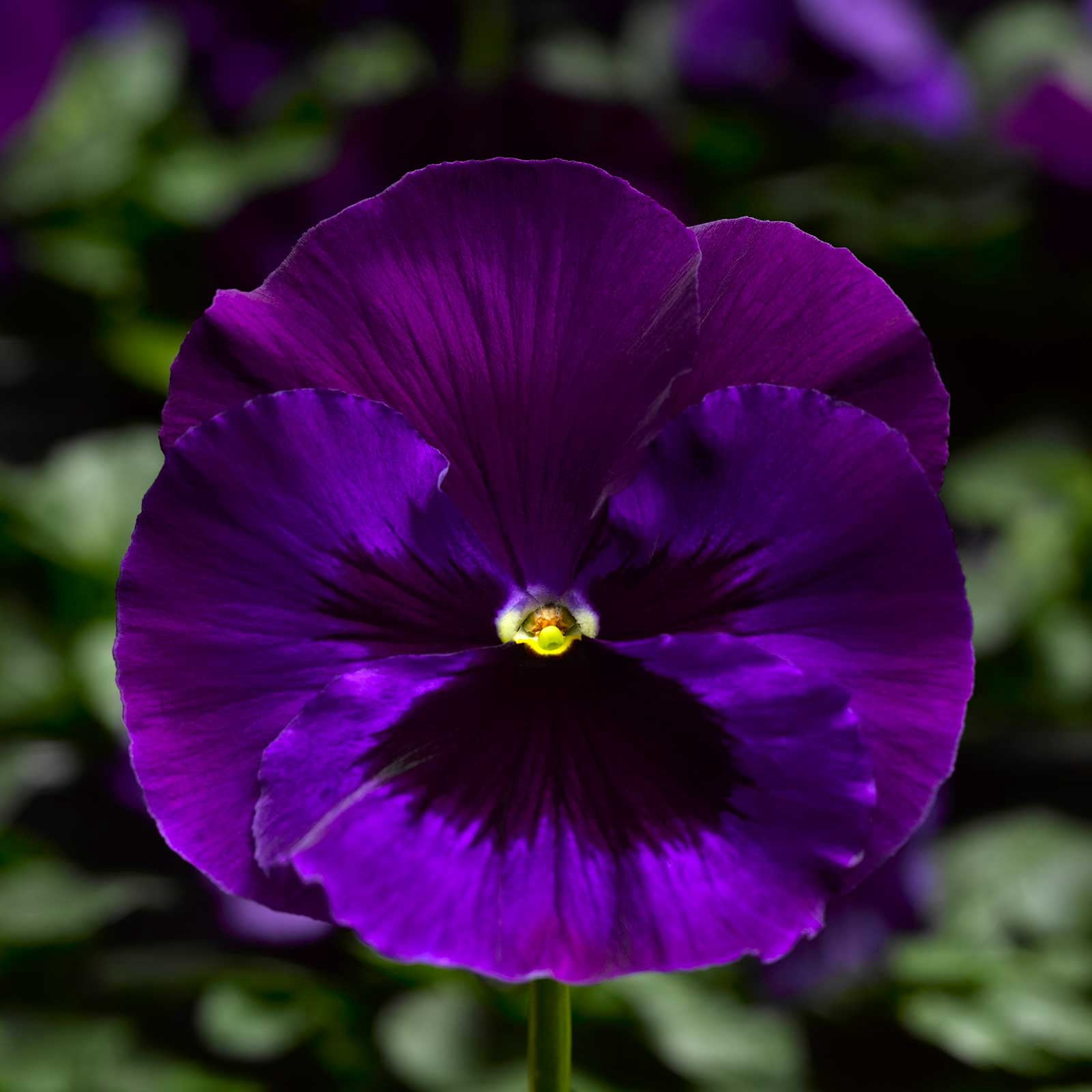 Pansy Flower Garden Seeds - Delta Premium F1 Series - Neon Violet - 500 ...