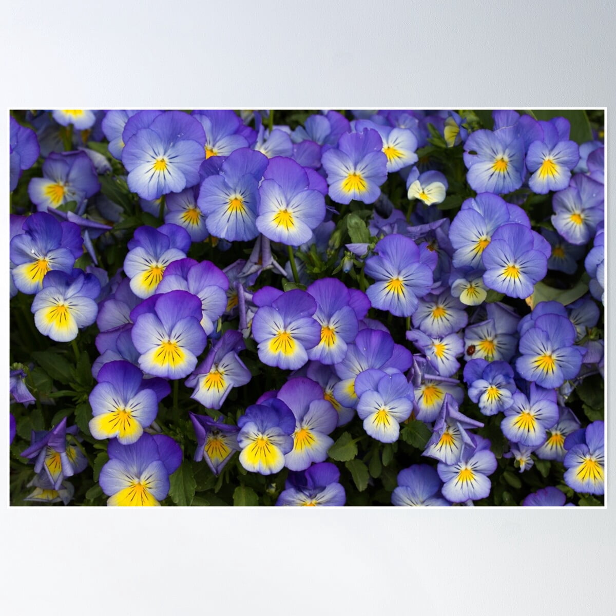 Pansy Flowers Poster Wall Art, Modern Wall Decor For Living Room ...
