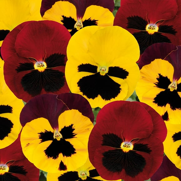 Pansies in Annuals - Walmart.com