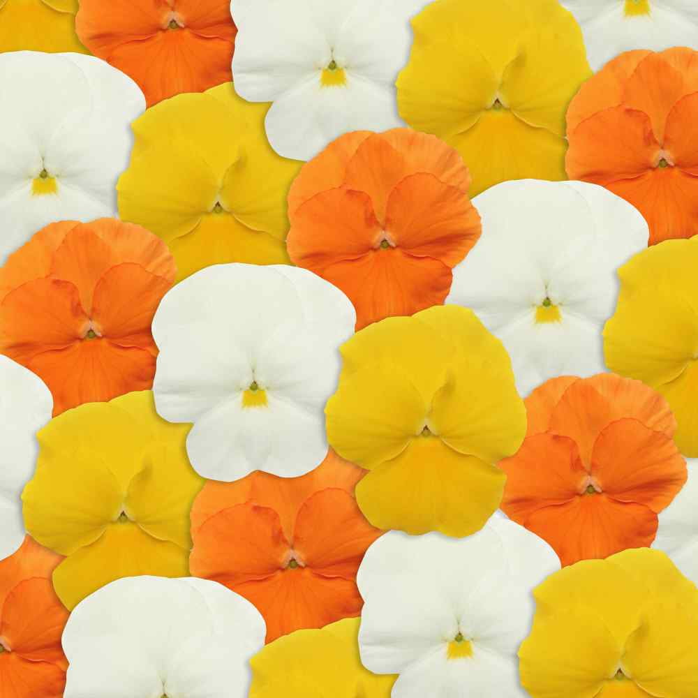 Pansy Panola XP Citrus Mix - Pansy Flower Seeds - 100 Seeds - Walmart.com