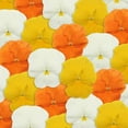Pansy Panola XP Citrus Mix - Pansy Flower Seeds - 100 Seeds - Walmart.com