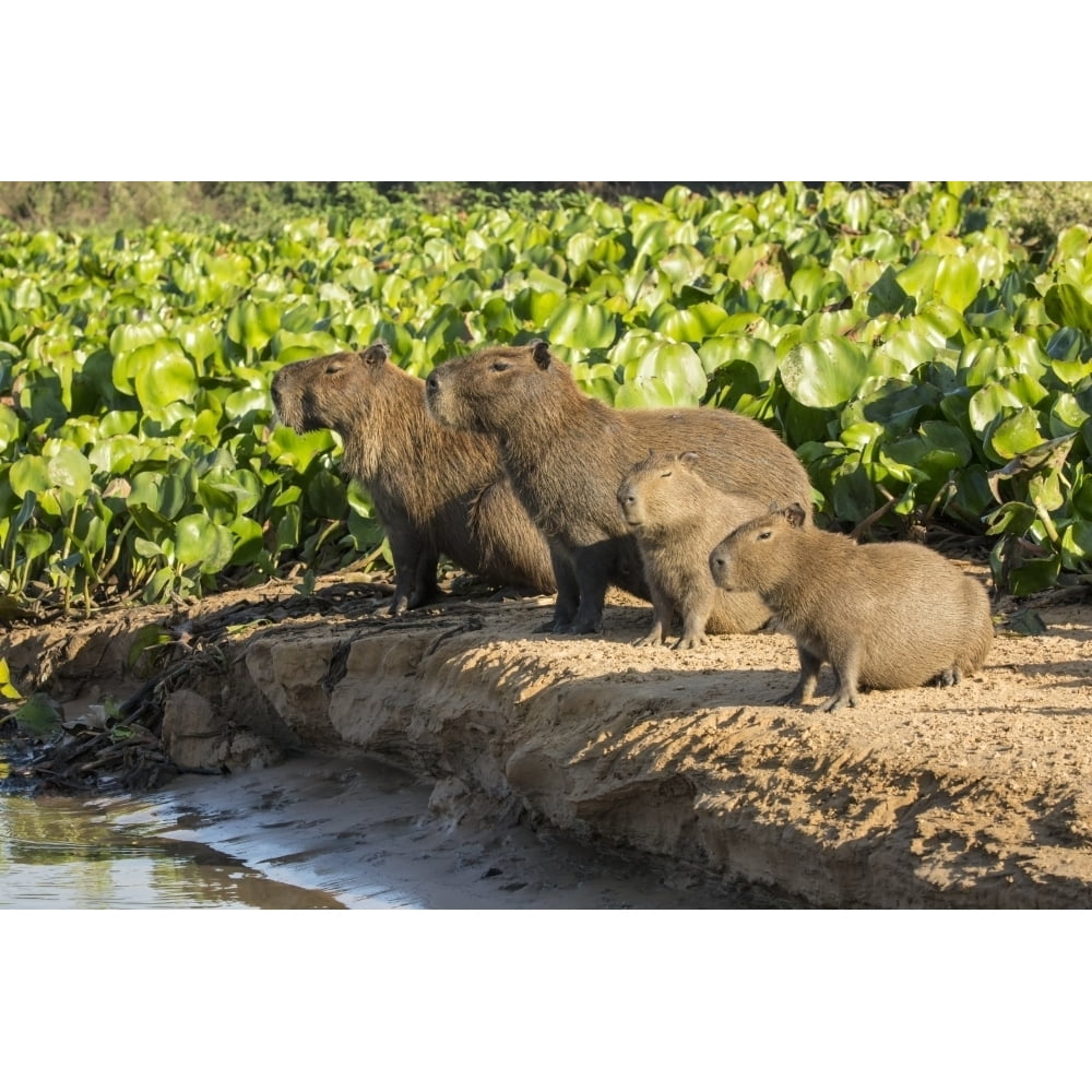 Pantanal Mato Grosso Brazil. Capybara family portrait along the ...