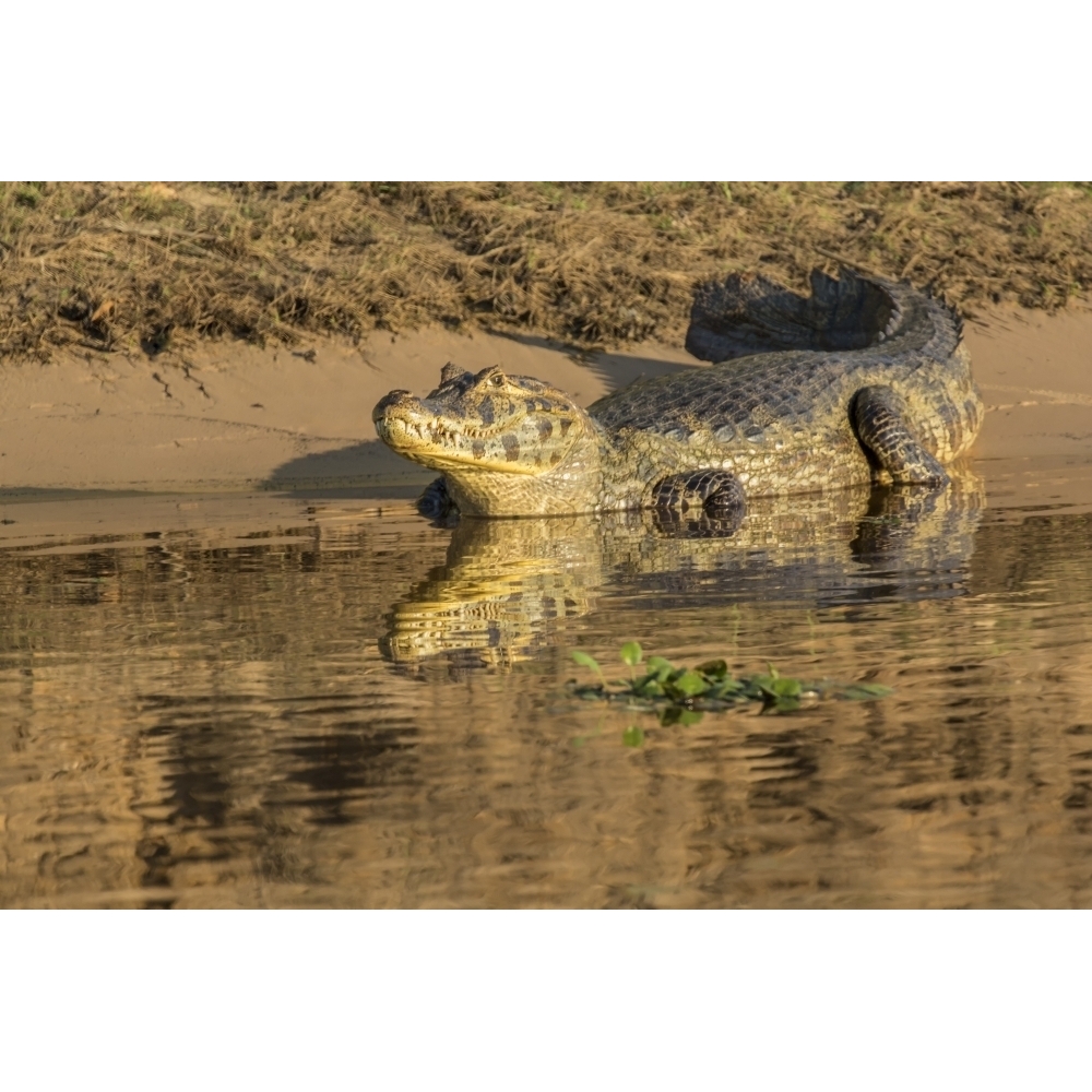 Pantanal Mato Grosso Brazil Yacare Caiman sunning itself along the ...
