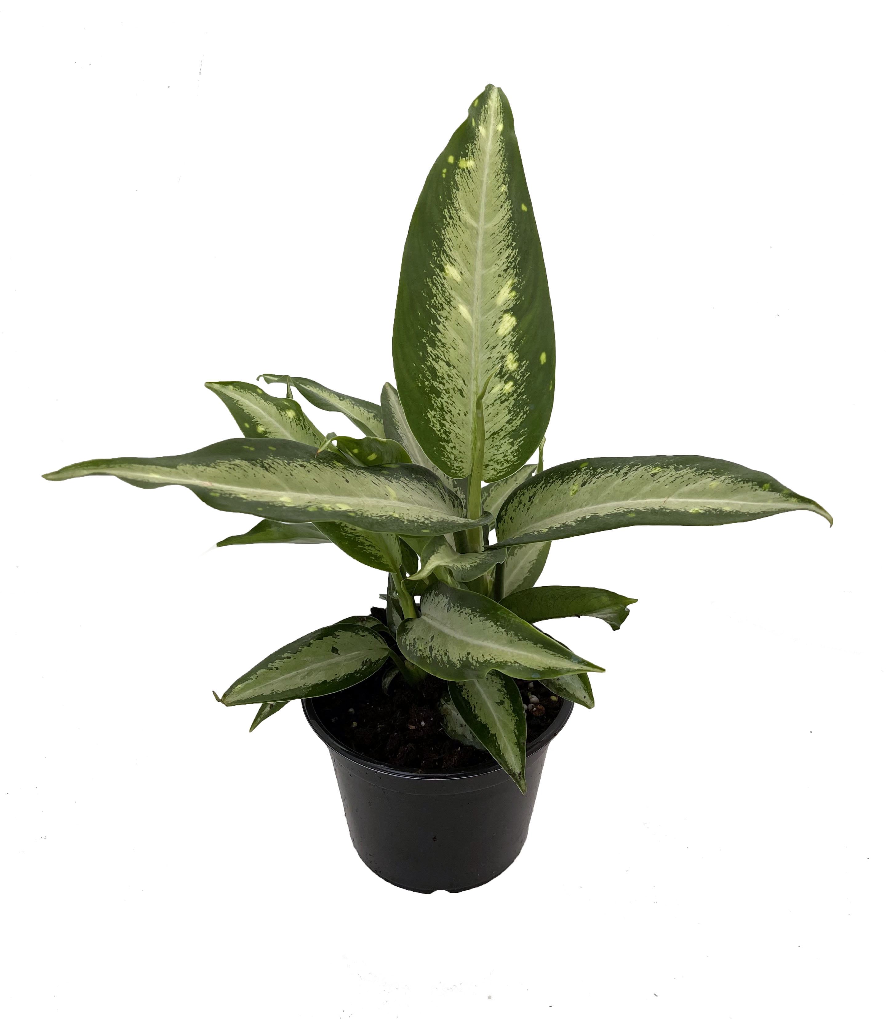Panther Dieffenbachia - Very Durable - 6" Pot - Walmart.com